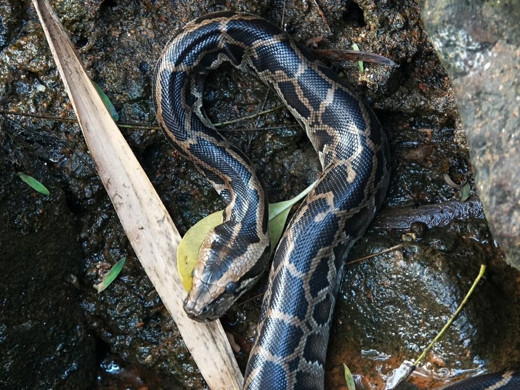 Burmese Python in September 2019 by Gin Drinkers Line · iNaturalist