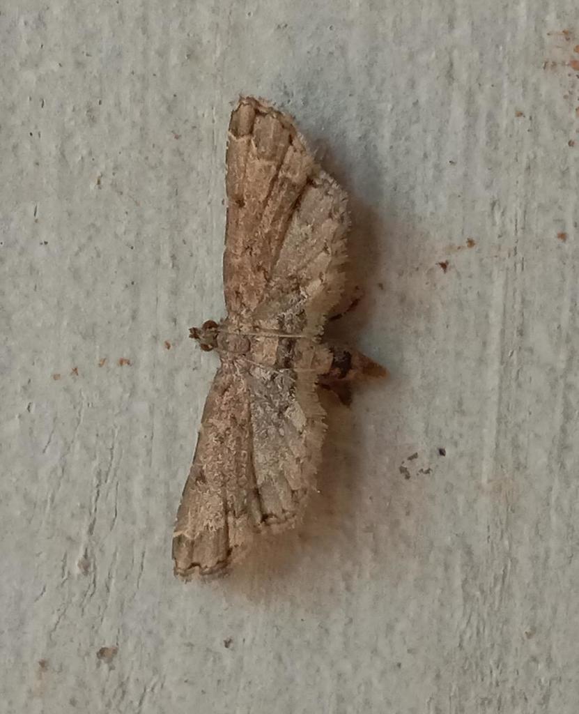 Sufetula from Ayyankolly, Tamil Nadu 643239, India on September 14 ...