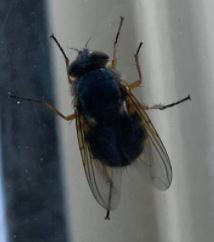 Common House Fly from marrickville on October 9, 2020 by Tiffany. Flies ...