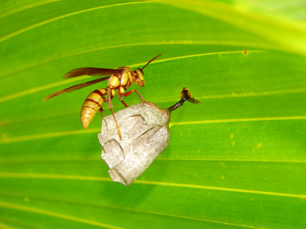 Executioner Wasp from Matías, Alajuela Province, Atenas, Costa Rica on ...