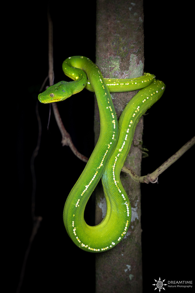 Southern Green Python from Lockhart QLD 4892, Australie on June 08 ...