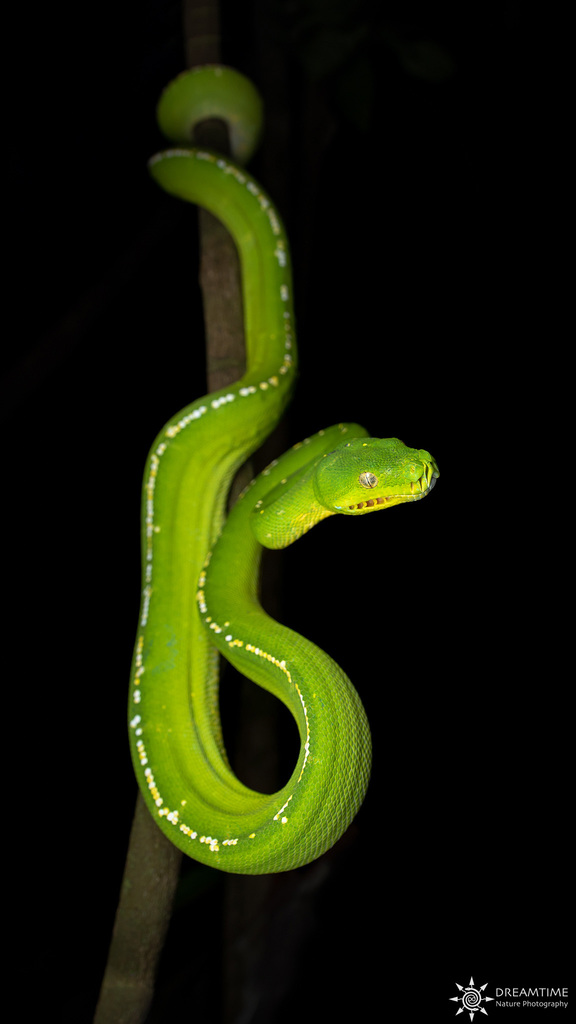 Southern Green Python from Lockhart QLD 4892, Australie on June 09 ...
