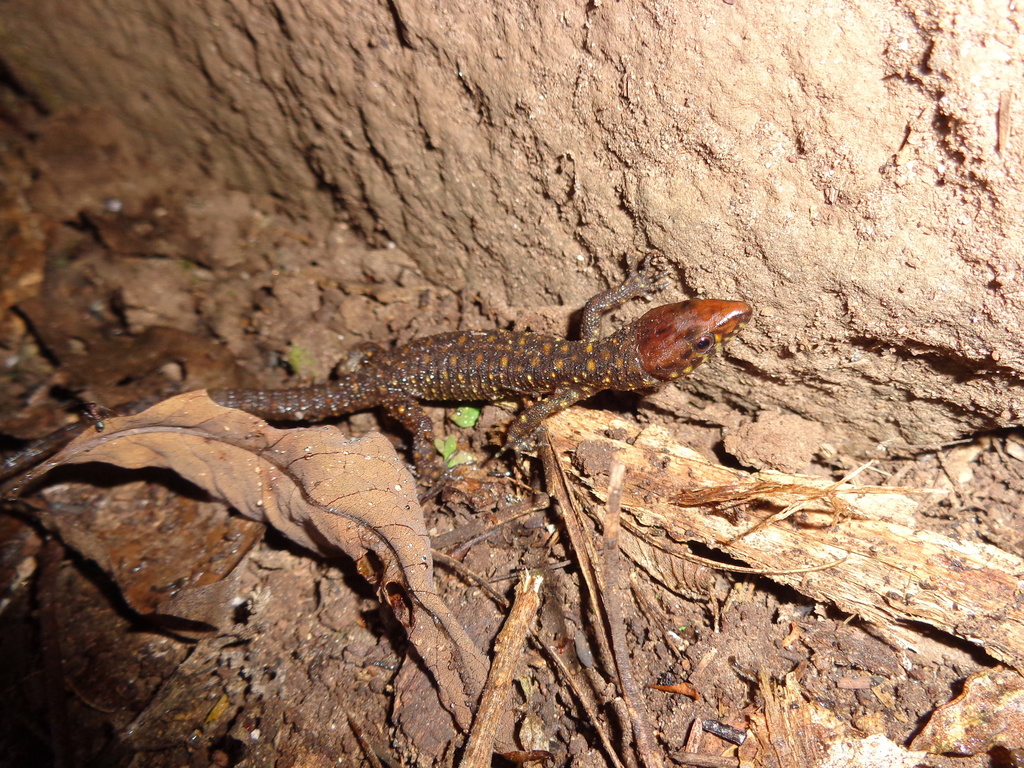 Smith's Tropical Night Lizard from Cuscatlan, El Salvador on July 29 ...