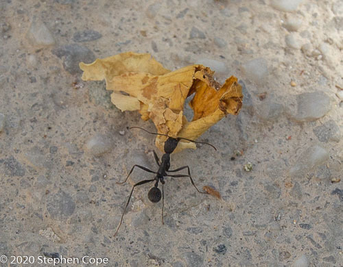 Collared Ants from oria andalucia spain on October 11, 2020 at 11:57 AM ...