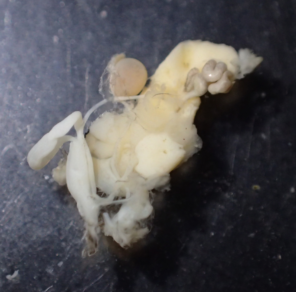 Novisuccinea ovalis desde City of Industry, CA, USA el 24 de agosto de ...