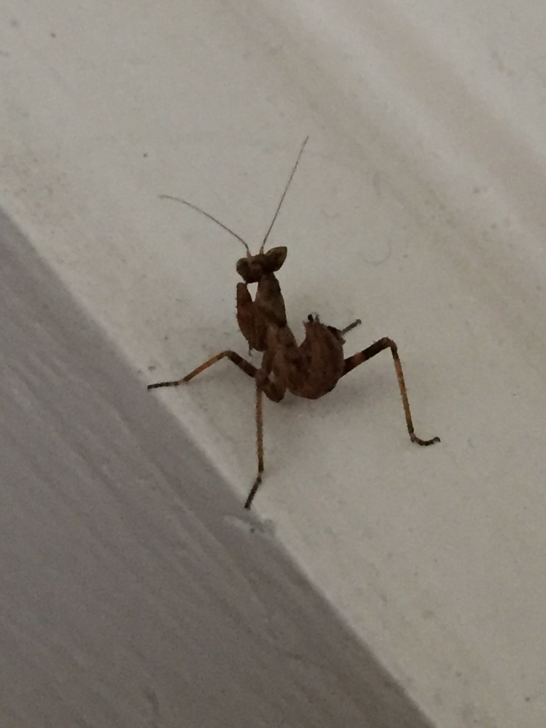 European Dwarf Mantis from 16Ter Avenue Belleforière, Maisons-Laffitte ...