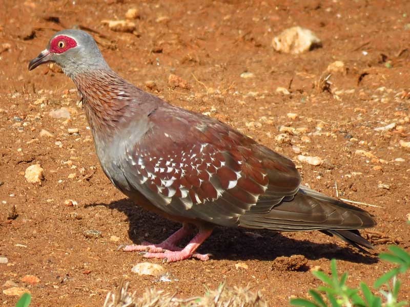 Speckled Pigeon from Kitui County, Kenya on December 22, 2015 at 02:16 ...