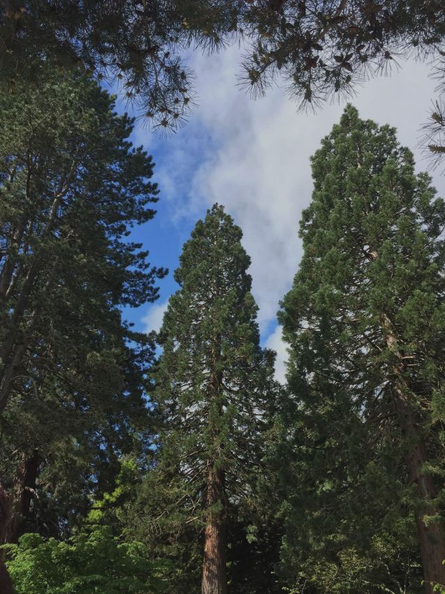 Trees of Tacoma · iNaturalist