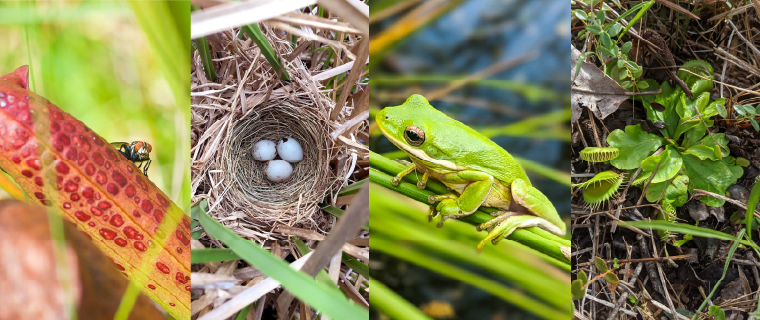 ECU BGSA Backyard Bioblitz · BioDiversity4All