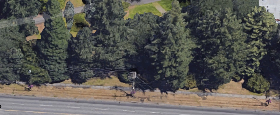 Tacoma Exceptional Trees · iNaturalist