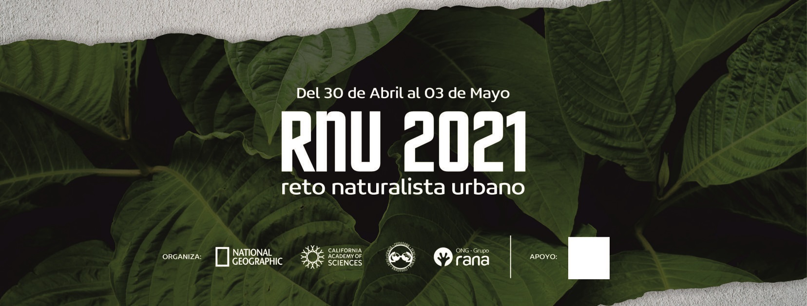 Reto Naturalista Urbano 2021: Sandia Puno · iNaturalist Canada