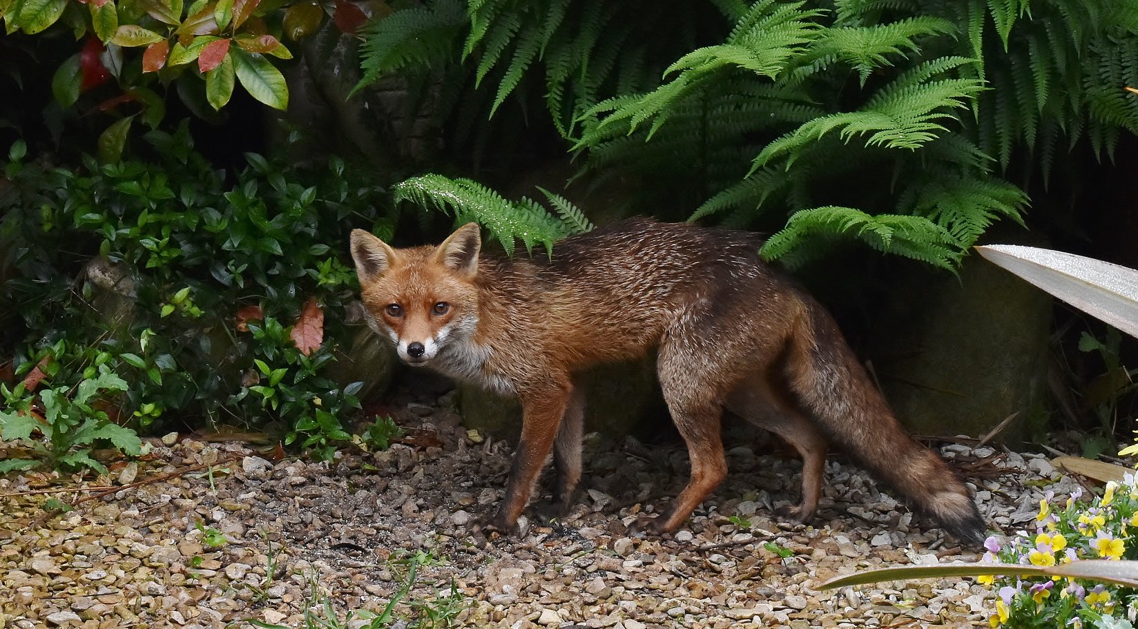 BS5 Wildlife Group · iNaturalist