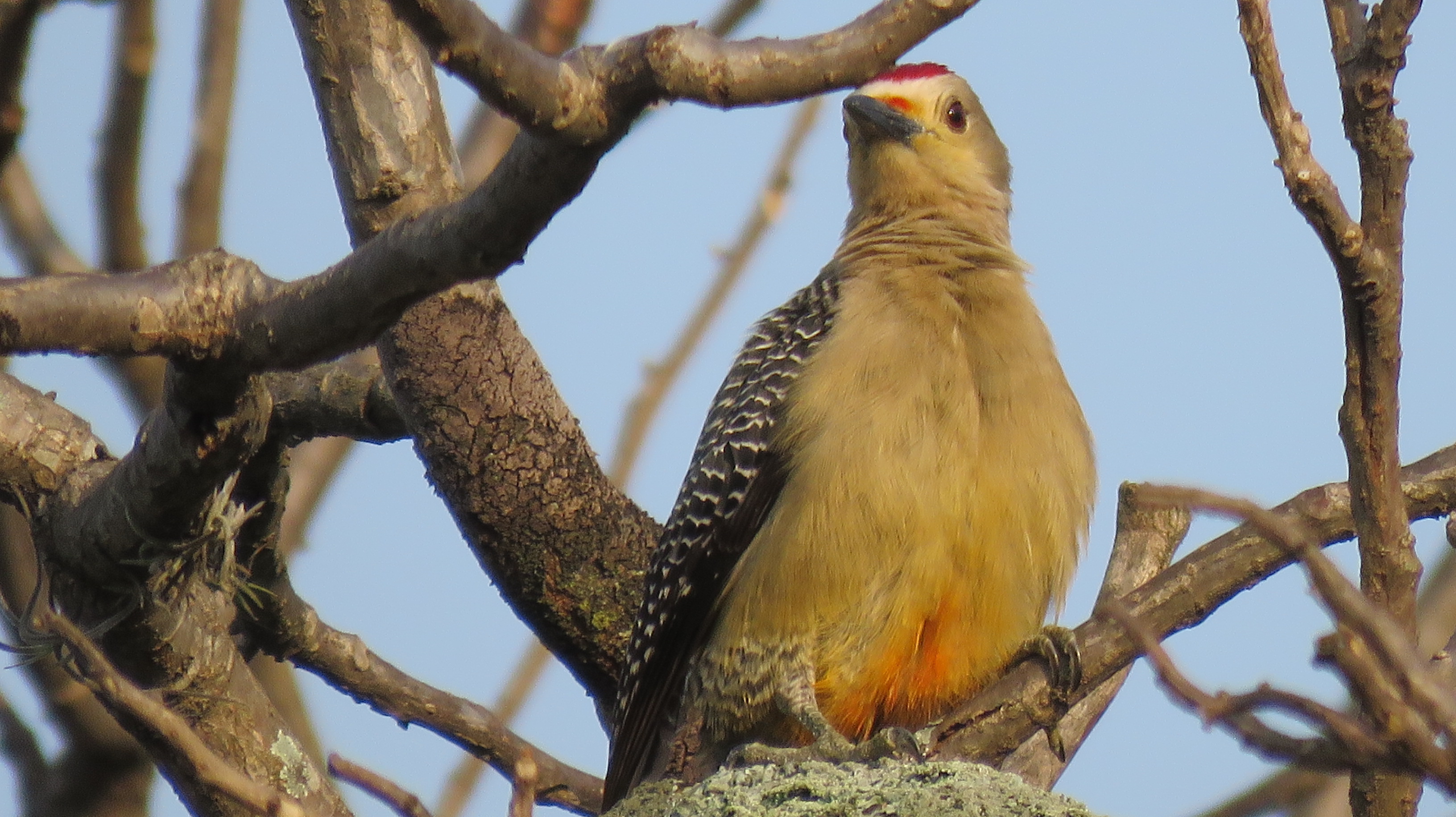 Las aves del municipio de Fortín de las Flores, Veracruz · Naturalista ...