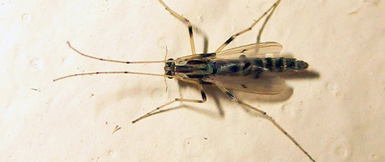 Non-biting midges of southern Africa · iNaturalist