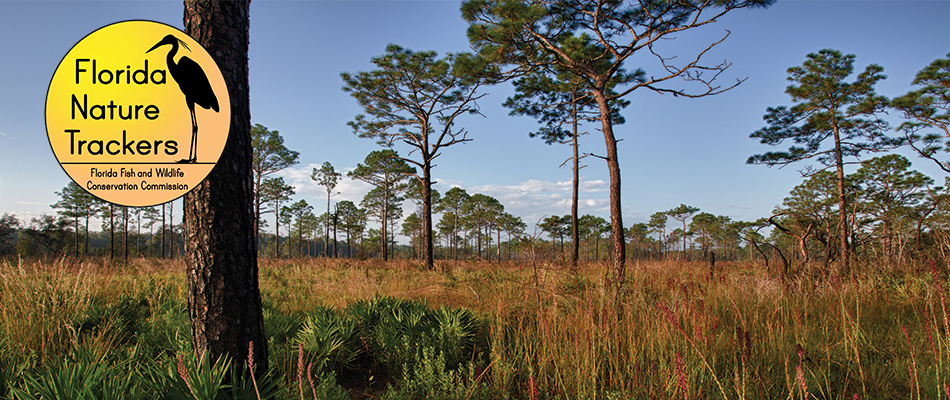 Florida WMA: Chassahowitzka Wildlife Management Area · iNaturalist