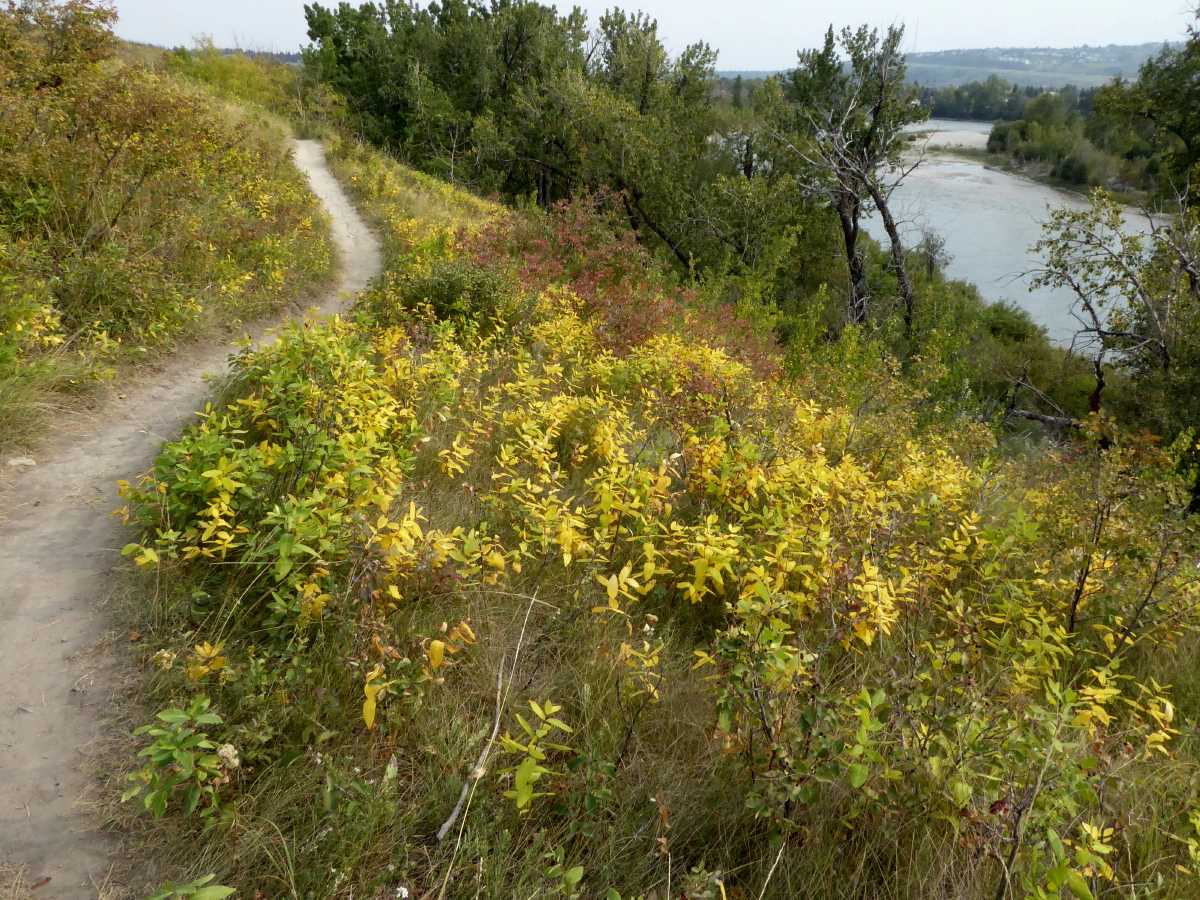 Bowmont and Dale Hodges Park Bioinventory · iNaturalist Canada Bowmont and Dale Hodges Park Bioinventory · iNaturalist Canada