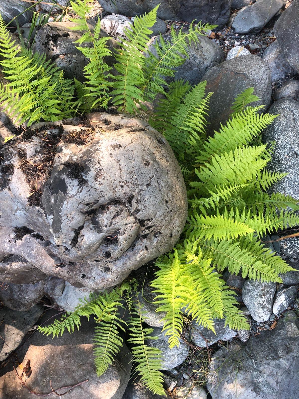 Ferns of Vancouver Island & The Gulf Islands · iNaturalist