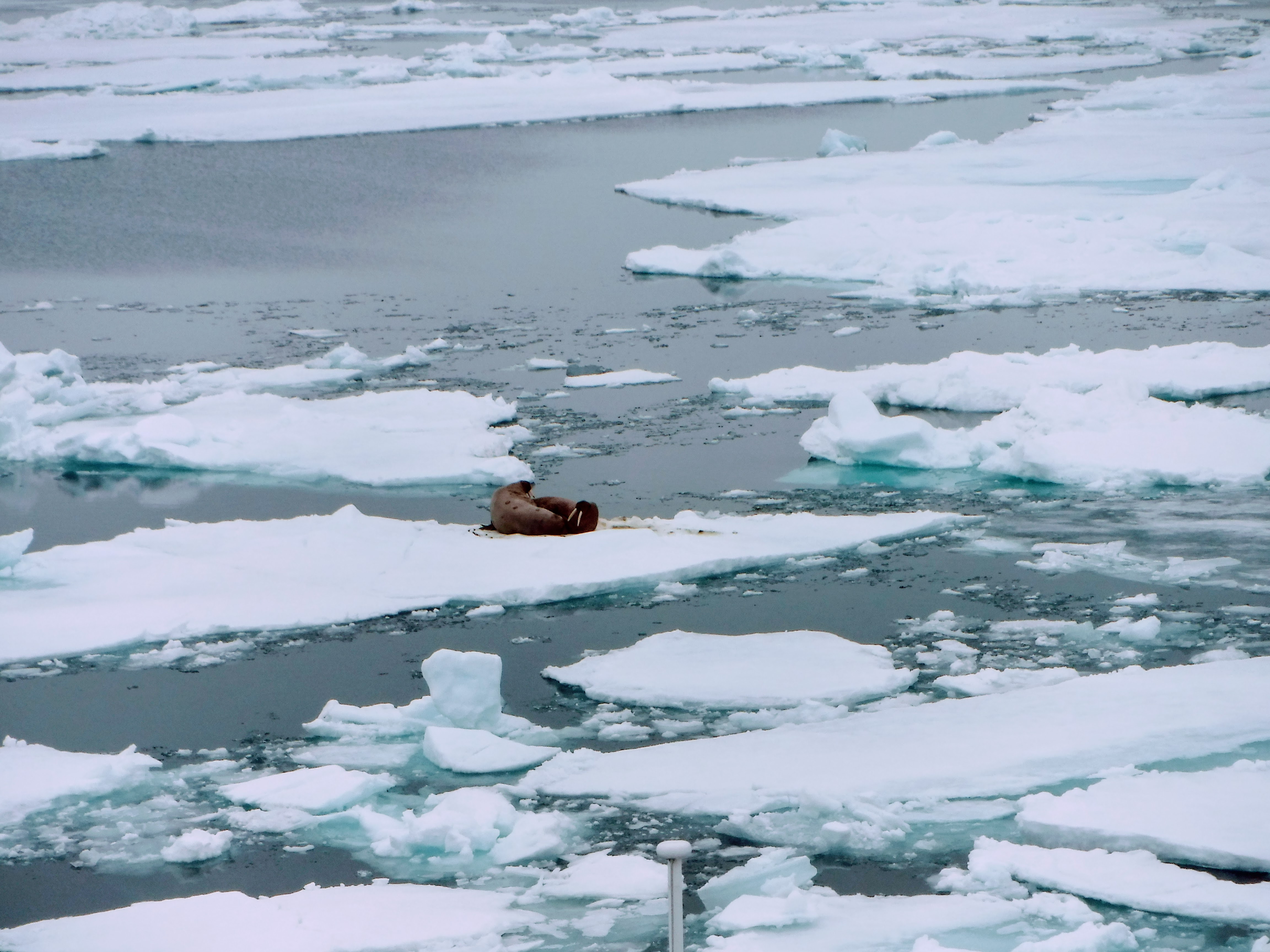 Biodiversity of the Arctic · BioDiversity4All