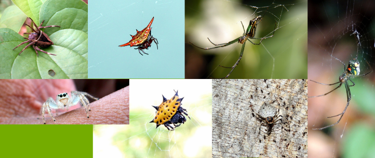 Spider Week 2021 · iNaturalist