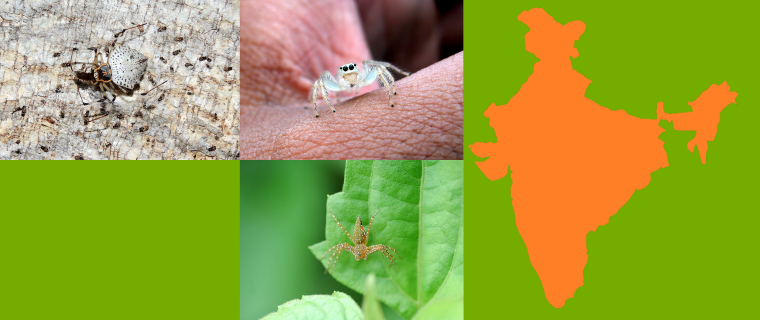 Spider Week India 2022 · iNaturalist