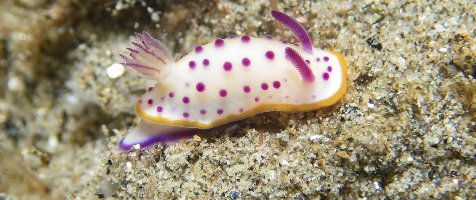 Marine Molluscs of Maluku, Indonesia · iNaturalist NZ