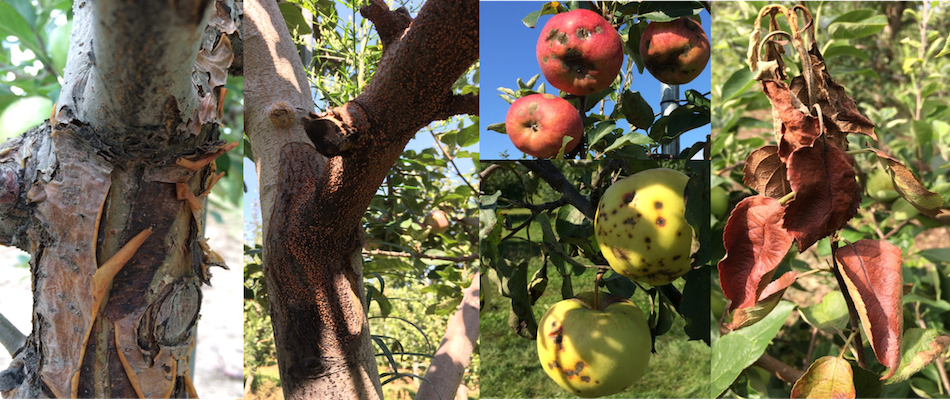 Fruit Tree Diseases · iNaturalist