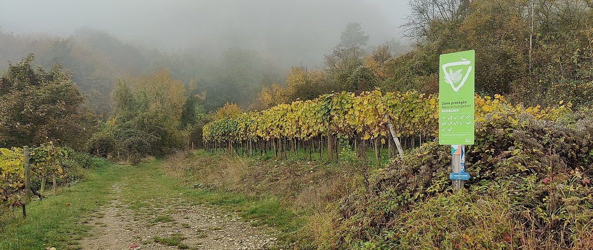 Zones protégées d'intérêt national (ZPIN) Luxembourg · iNaturalist