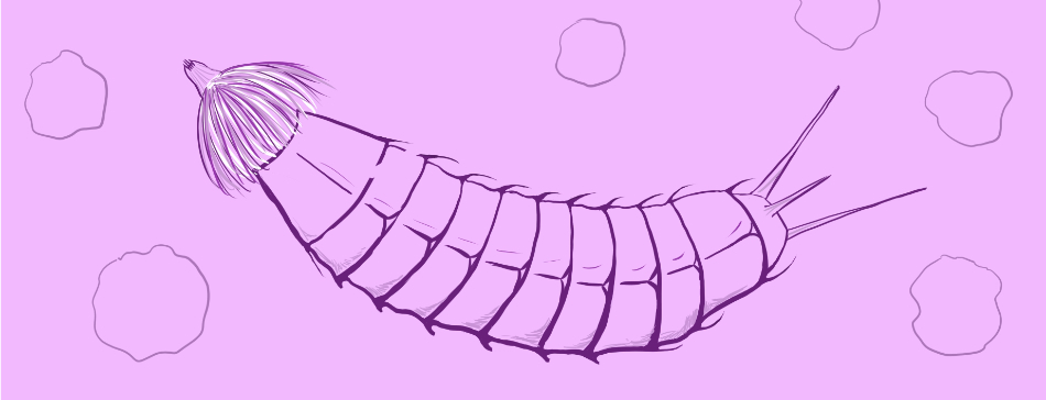 The Meiobenthos · iNaturalist