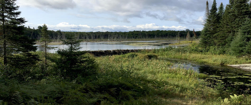 Magnetawan Watershed Land Trust · iNaturalist