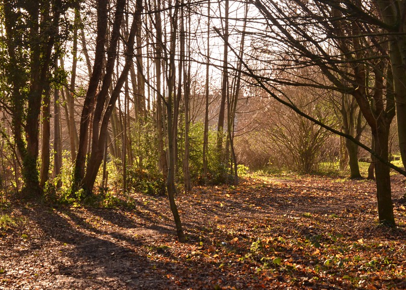 Watts Meadow, Rochester · iNaturalist