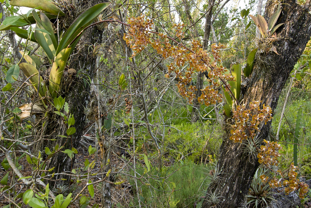 Trichocentrum orchids of parts of the Caribbean · iNaturalist NZ