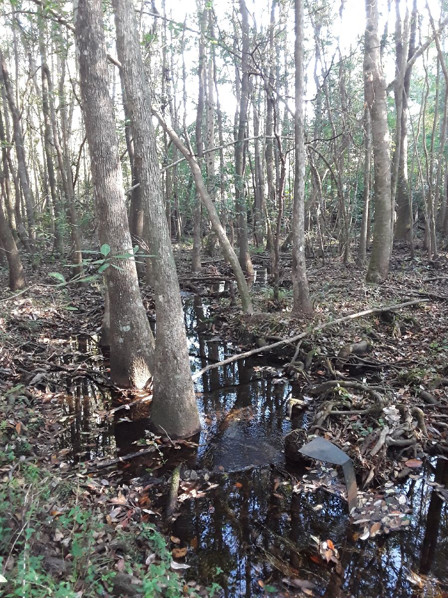 Western Mobile Delta Watershed Biodiversity Project · NaturaLista Colombia