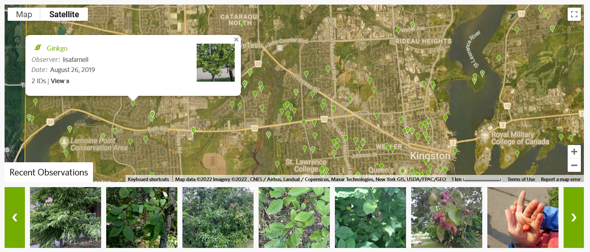 Kingston Fruit Trees Cross Pollination Map · iNaturalist Australia