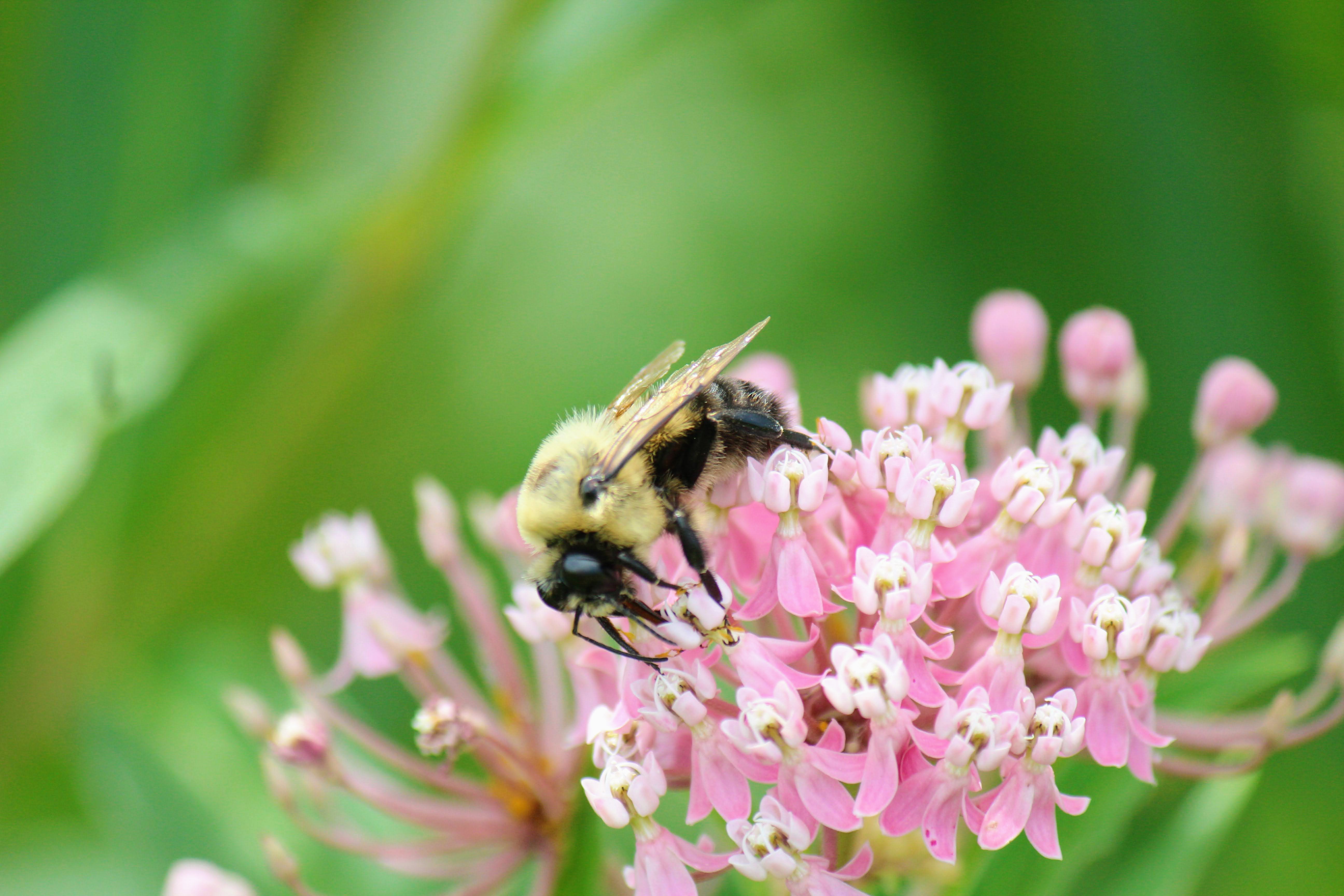 Bi-CAN Backyard Bee Blitz · iNaturalist