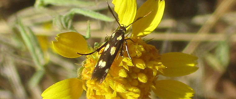 National Moth Week- Botswana · iNaturalist