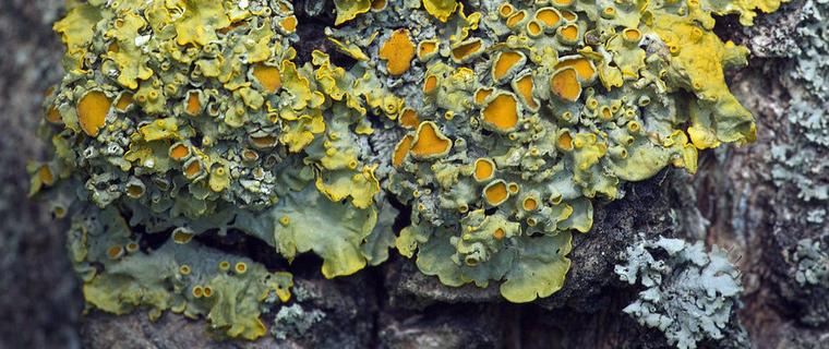 Lichens of the Ordino valley (Andorran Pyrenees) · iNaturalist