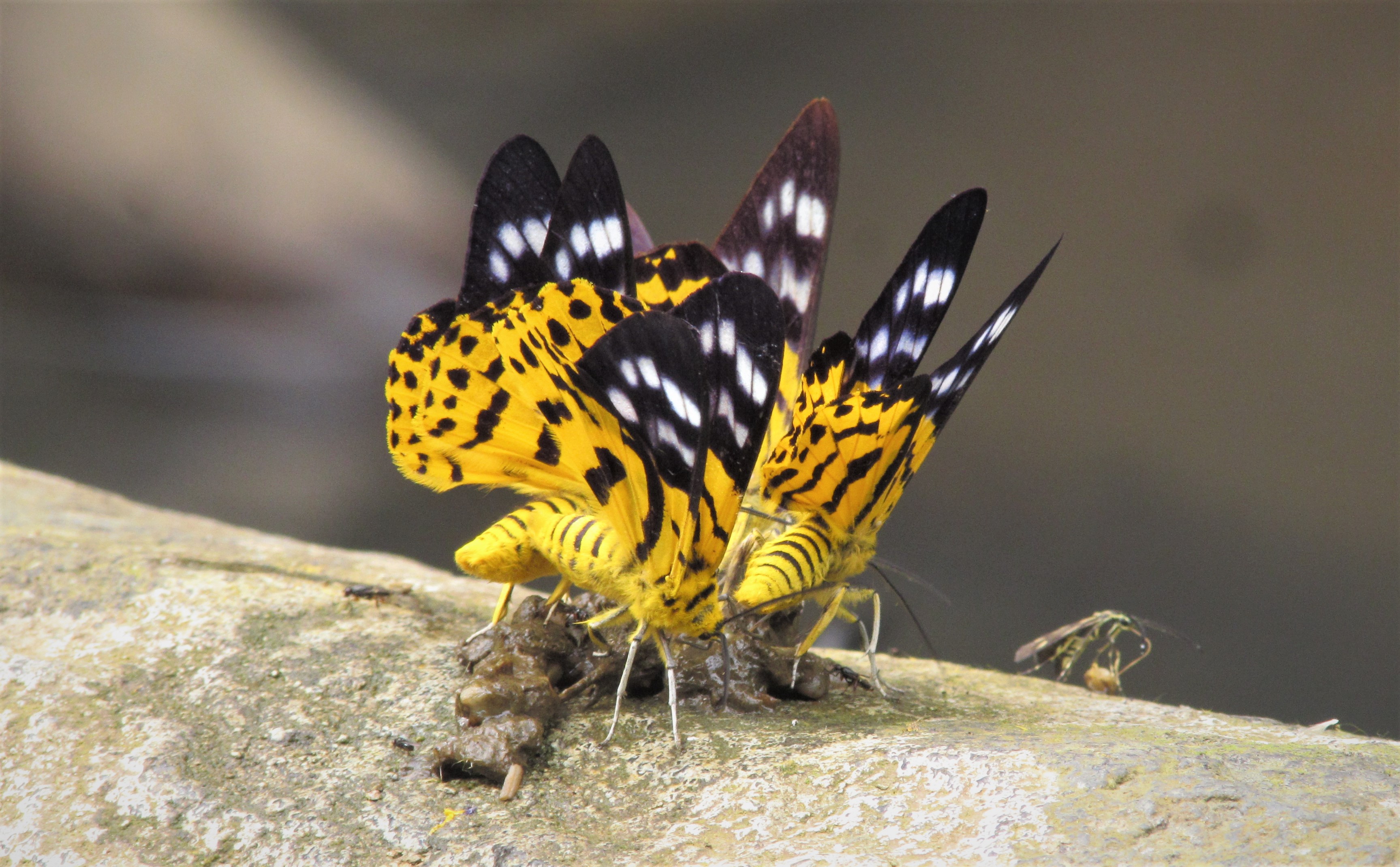 Moths of Assam · iNaturalist Canada