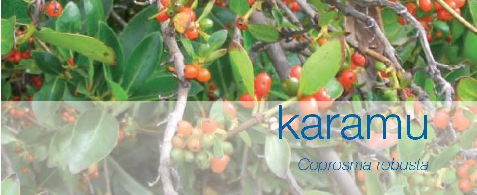 Tracking Karamu in Tasmania · iNaturalist