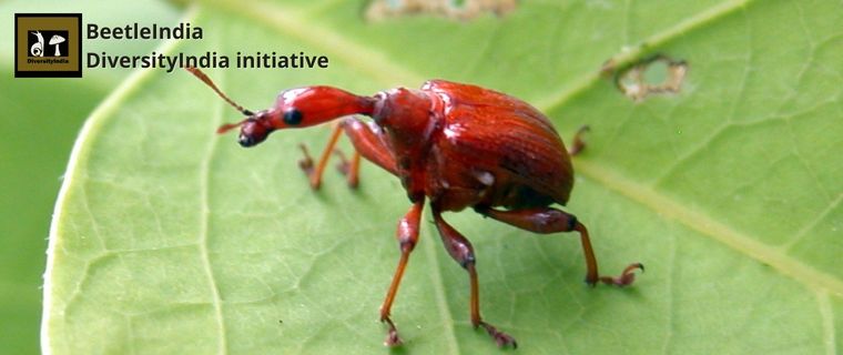 BeetleIndia · iNaturalist