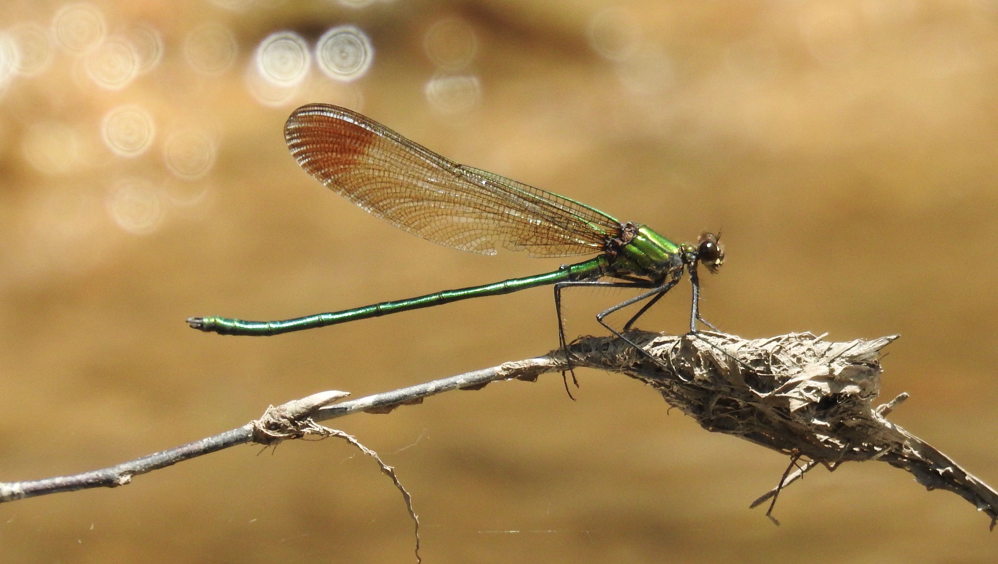 Odonata: MD/DC Targets · iNaturalist Canada