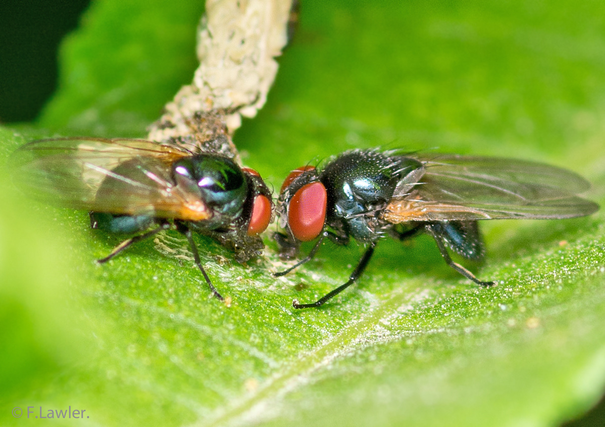 Lonchaeidae UK · NaturaLista Colombia