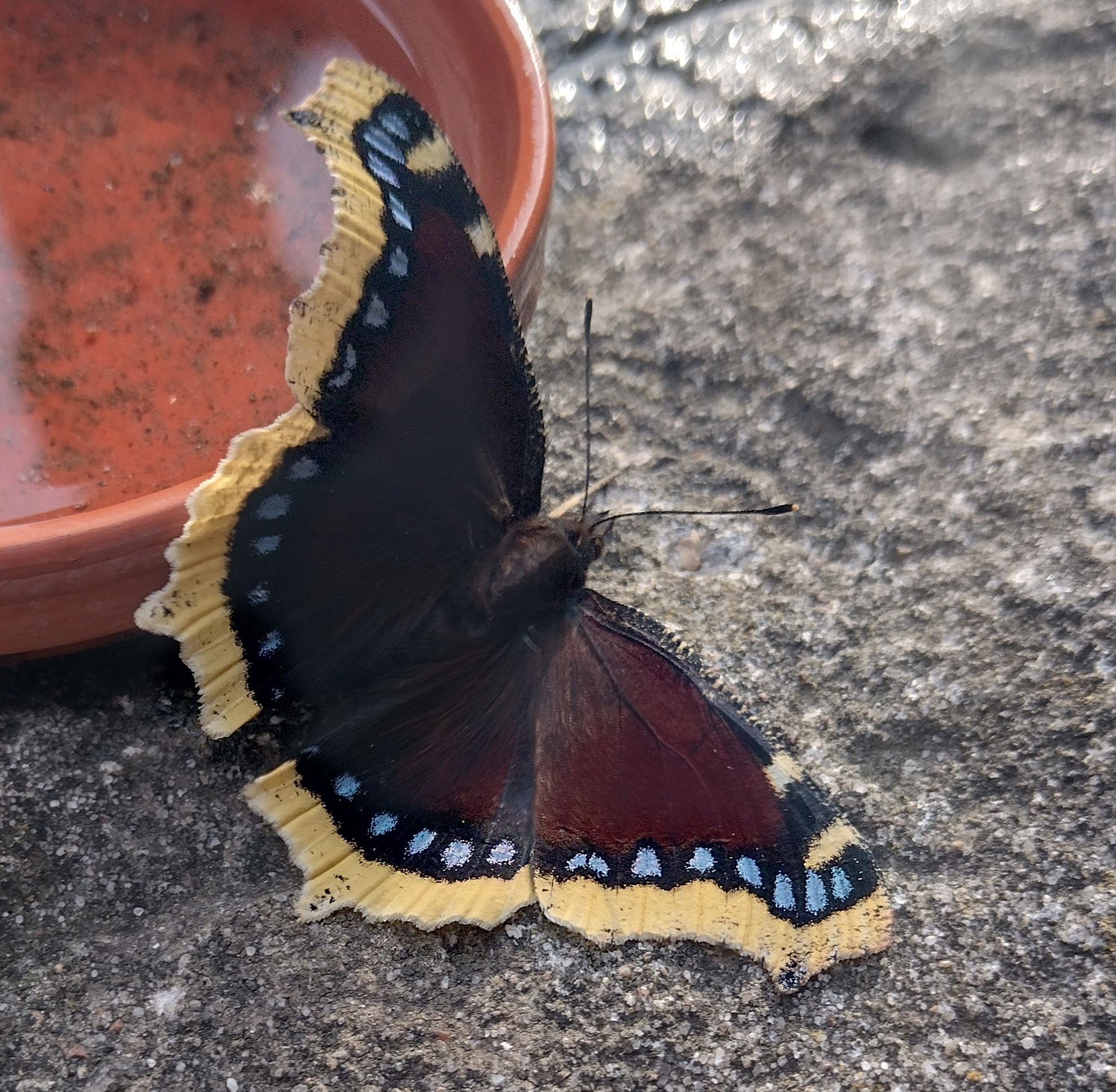 Naturen i Nordenbro · iNaturalist Canada