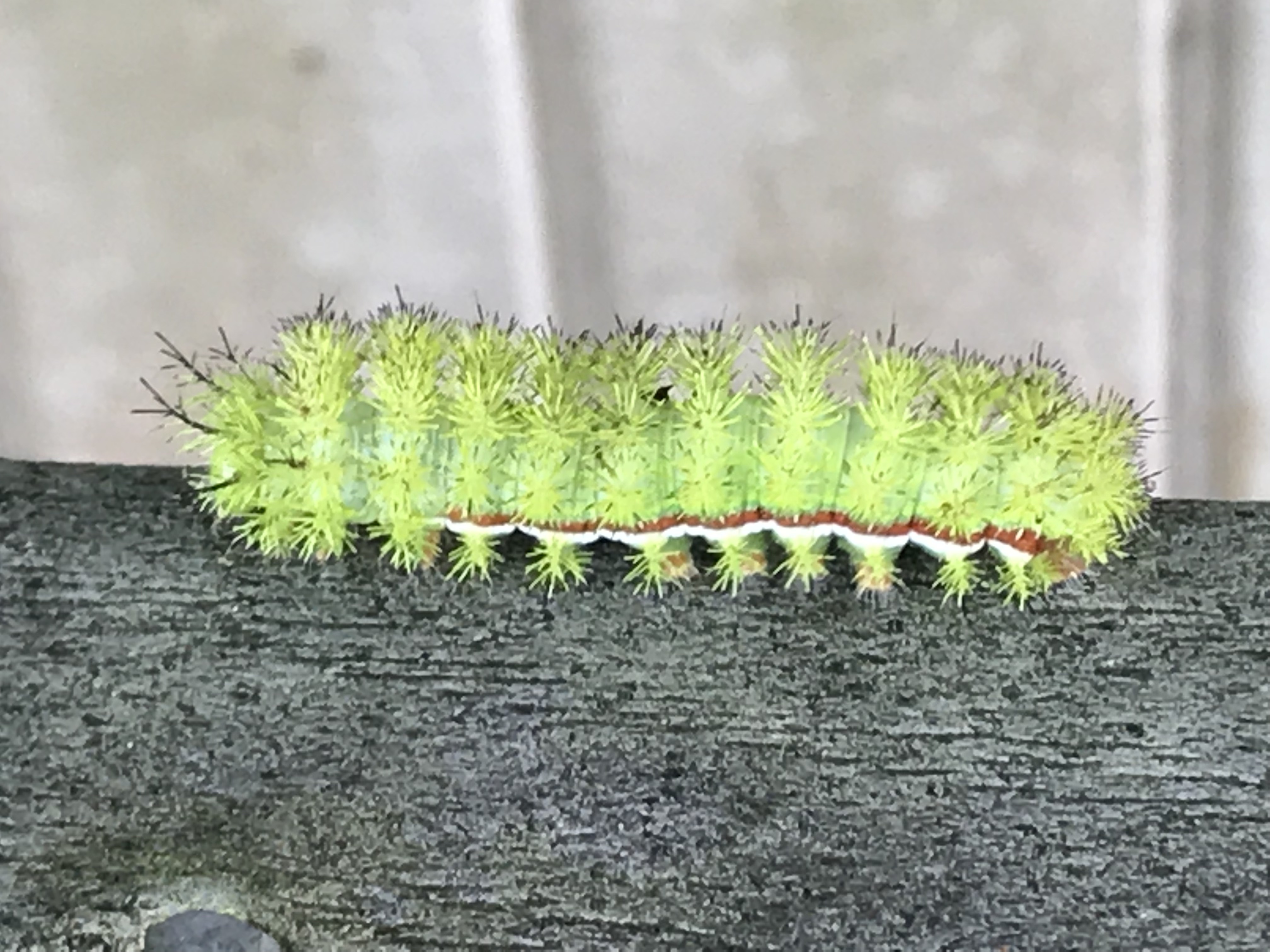 IBESS biodiversity blitz Fall 2022 · iNaturalist