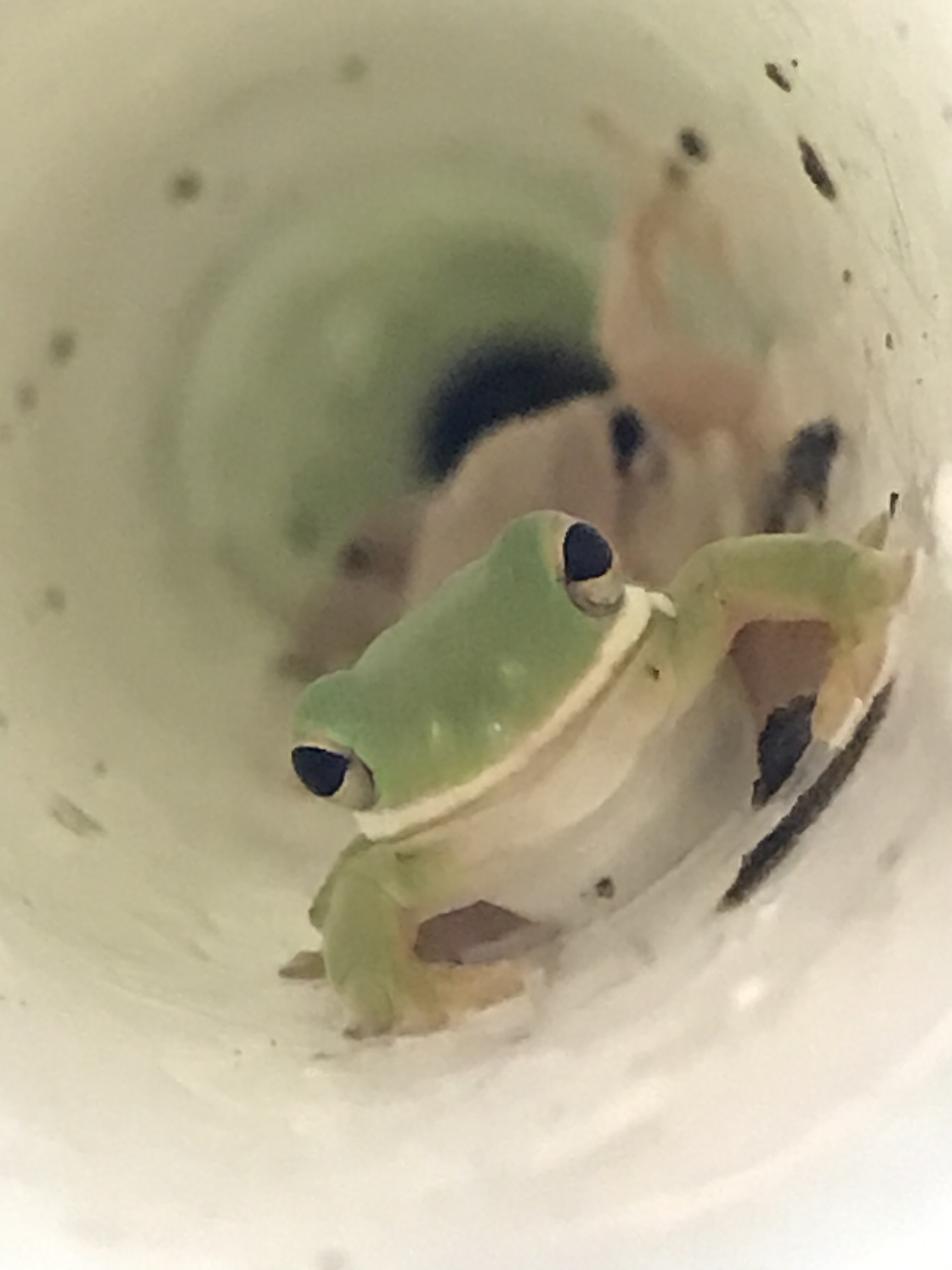 APES biodiversity blitz Fall 2022 · iNaturalist