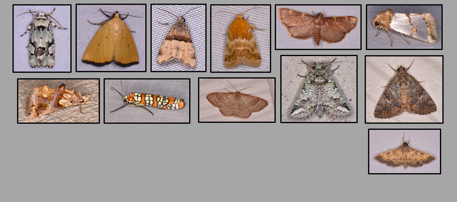Moths of BSPP - GWMN Training 2022 · iNaturalist Canada