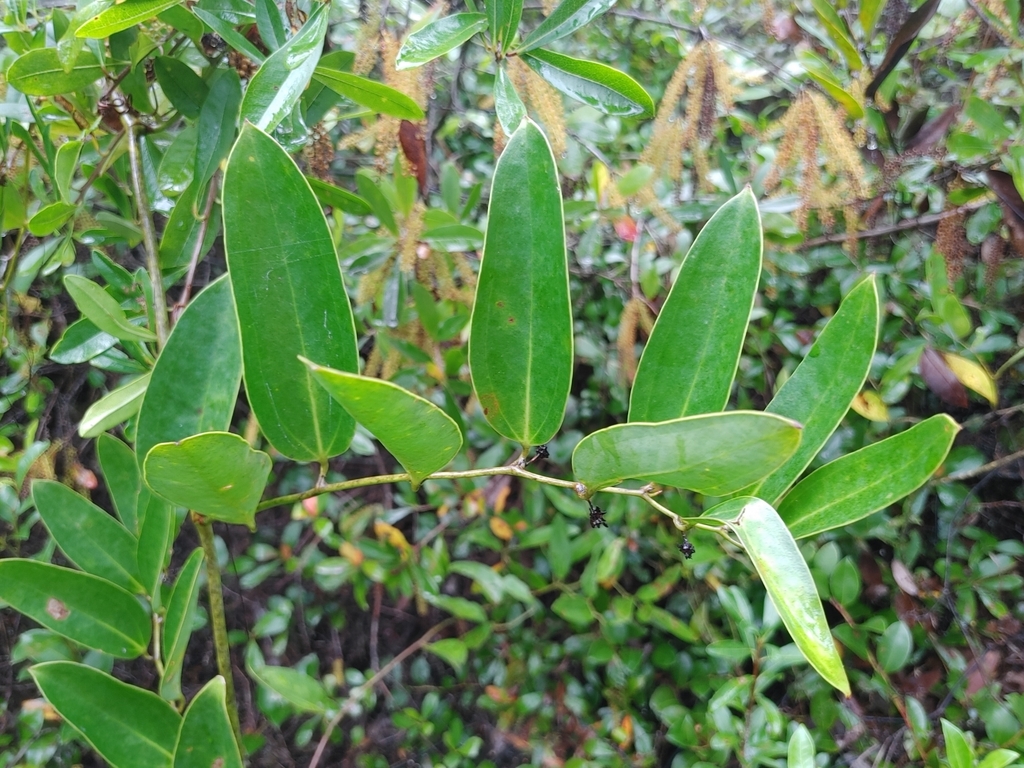 Woods Bay State Park and Heritage Preserve · iNaturalist