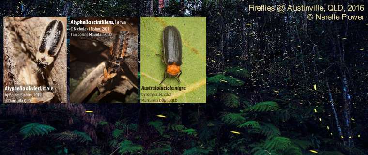 Fireflies of Australia · iNaturalist