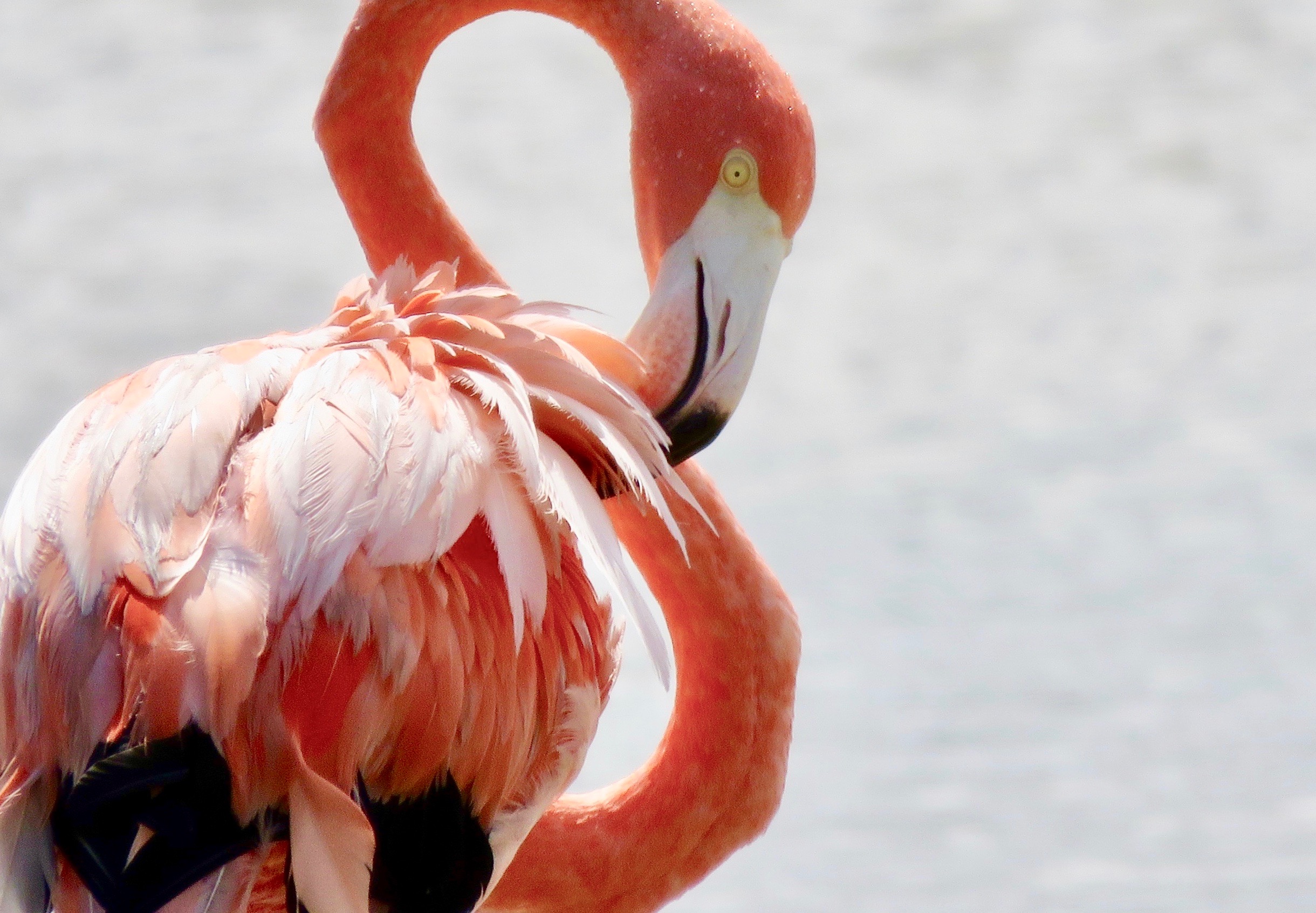 Aves de Rio Lagartos · iNaturalist