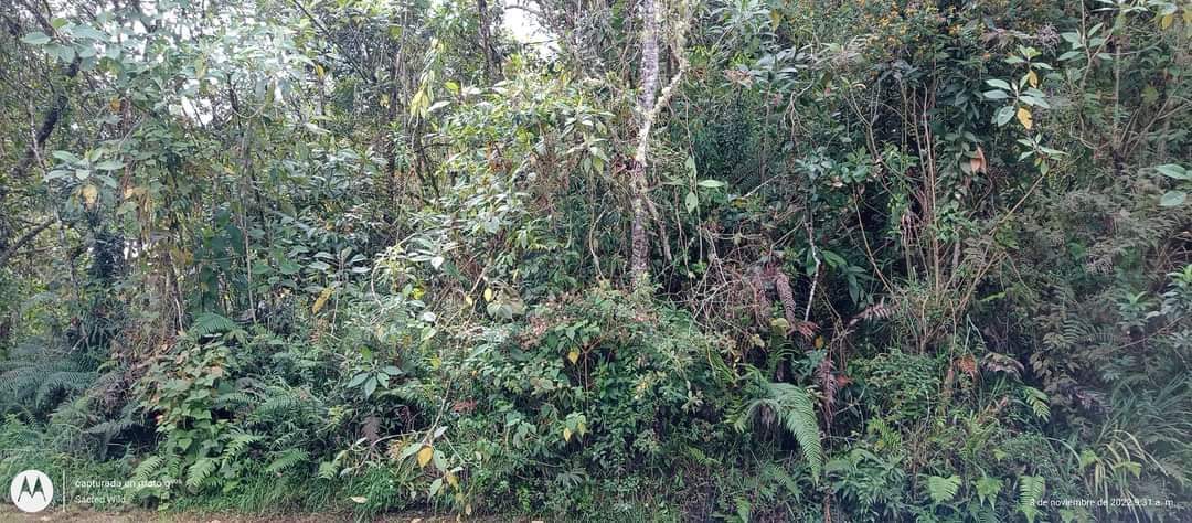 Seguimiento restauración bosque entrada casa · iNaturalist Canada
