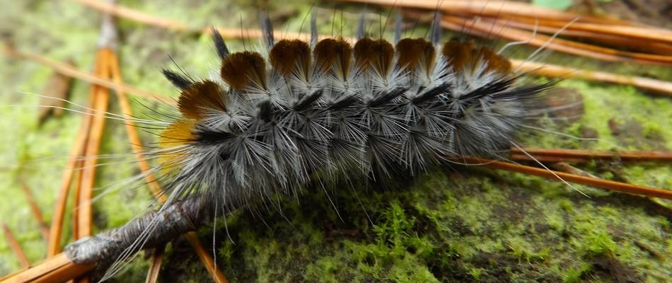 Estado de México: Insectos y Arácnidos · iNaturalist